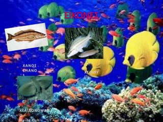 Types of fish 4 from Cyprus | PPTX