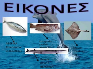 Types of fish 4 from Cyprus | PPTX