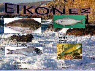 Types of fish 4 from Cyprus | PPTX