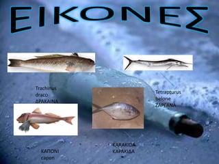 Types of fish 4 from Cyprus | PPTX