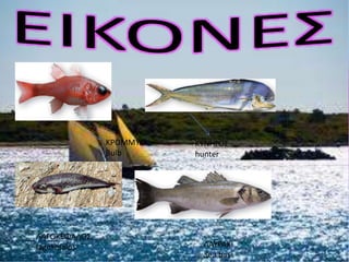 Types of fish 4 from Cyprus | PPTX