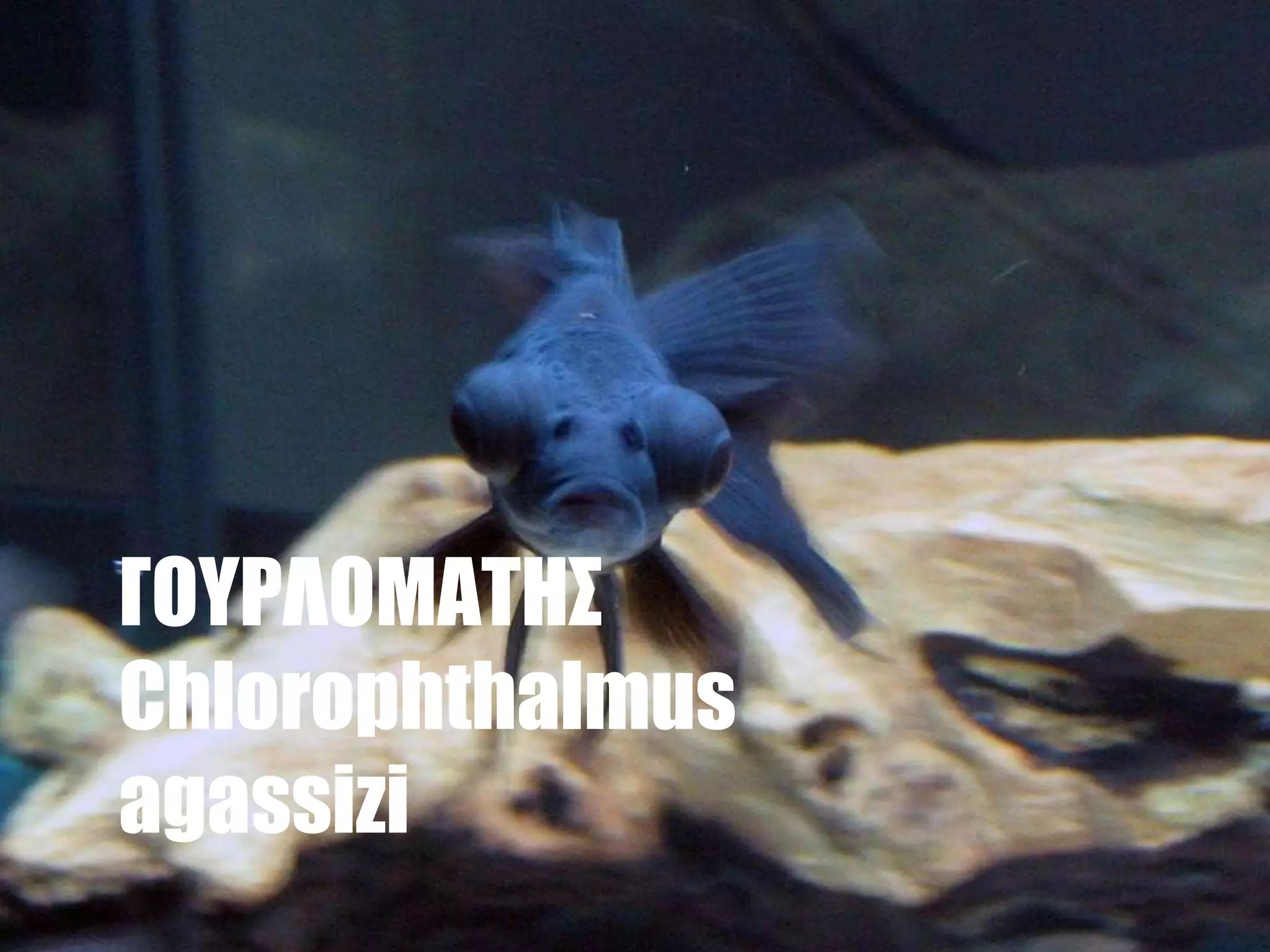 Types of fish 5f rom Cyprus | PPTX