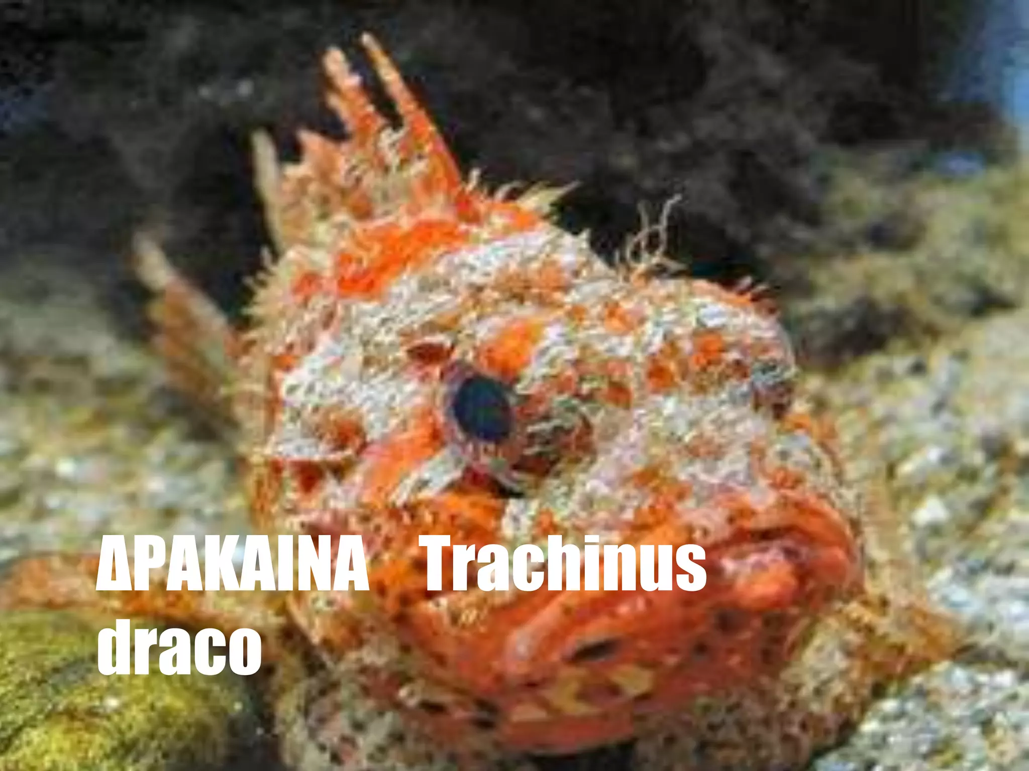 Types of fish 5f rom Cyprus | PPTX