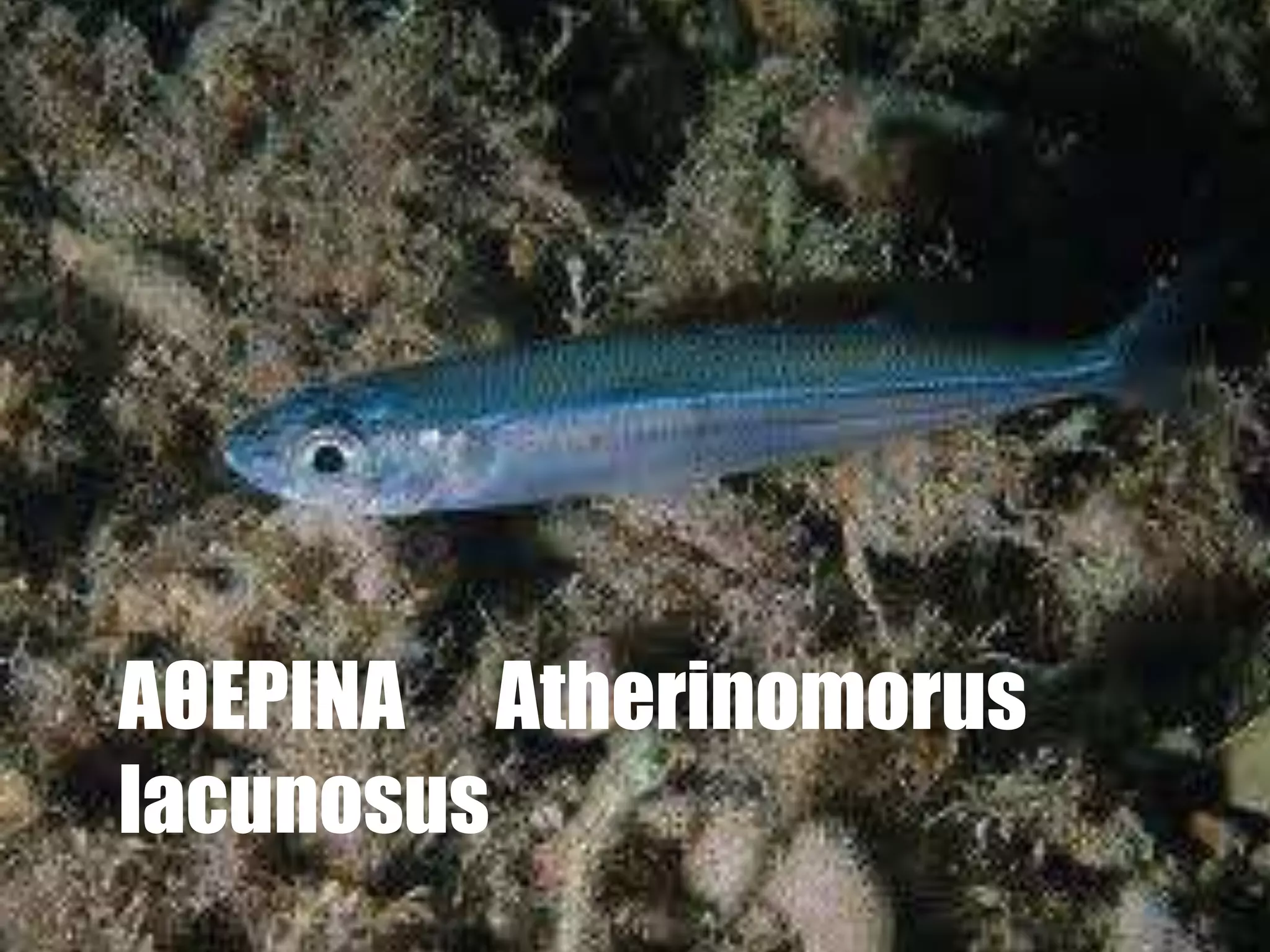 Types of fish 5f rom Cyprus | PPTX