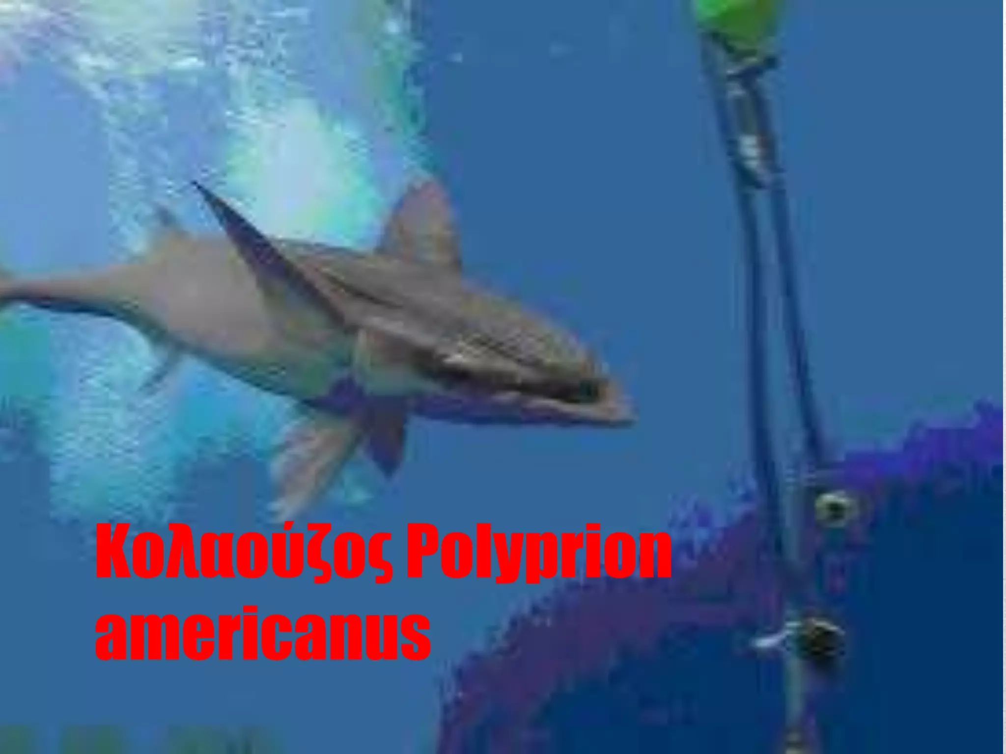 Types of fish 5f rom Cyprus | PPTX