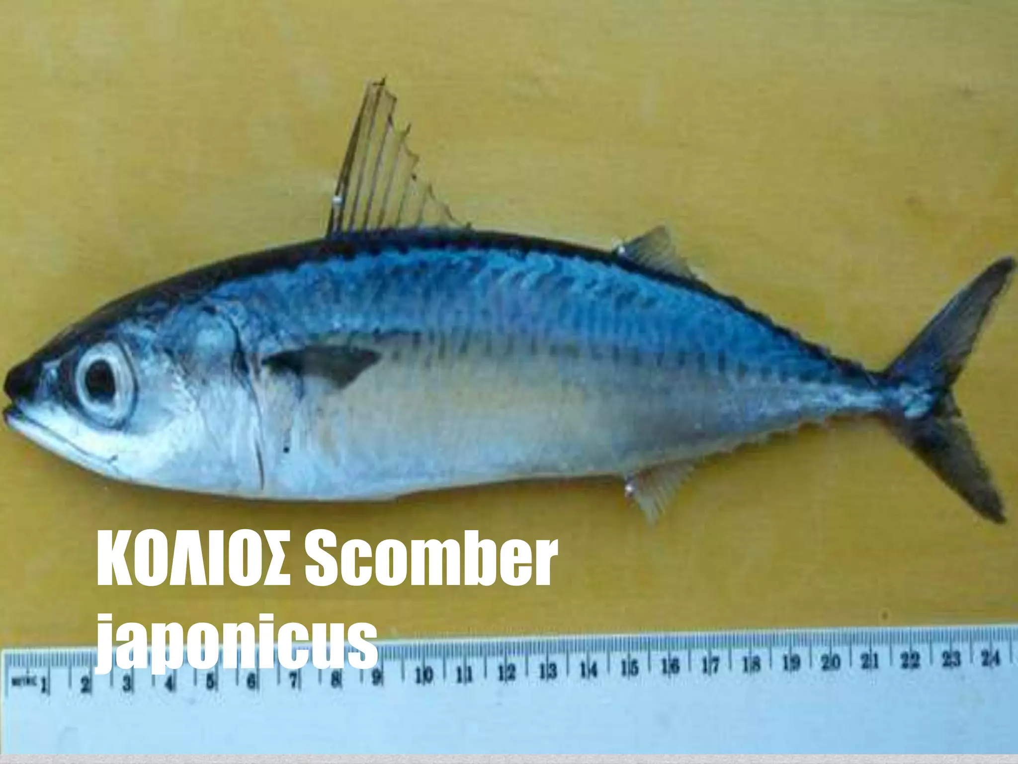 Types of fish 5f rom Cyprus | PPTX