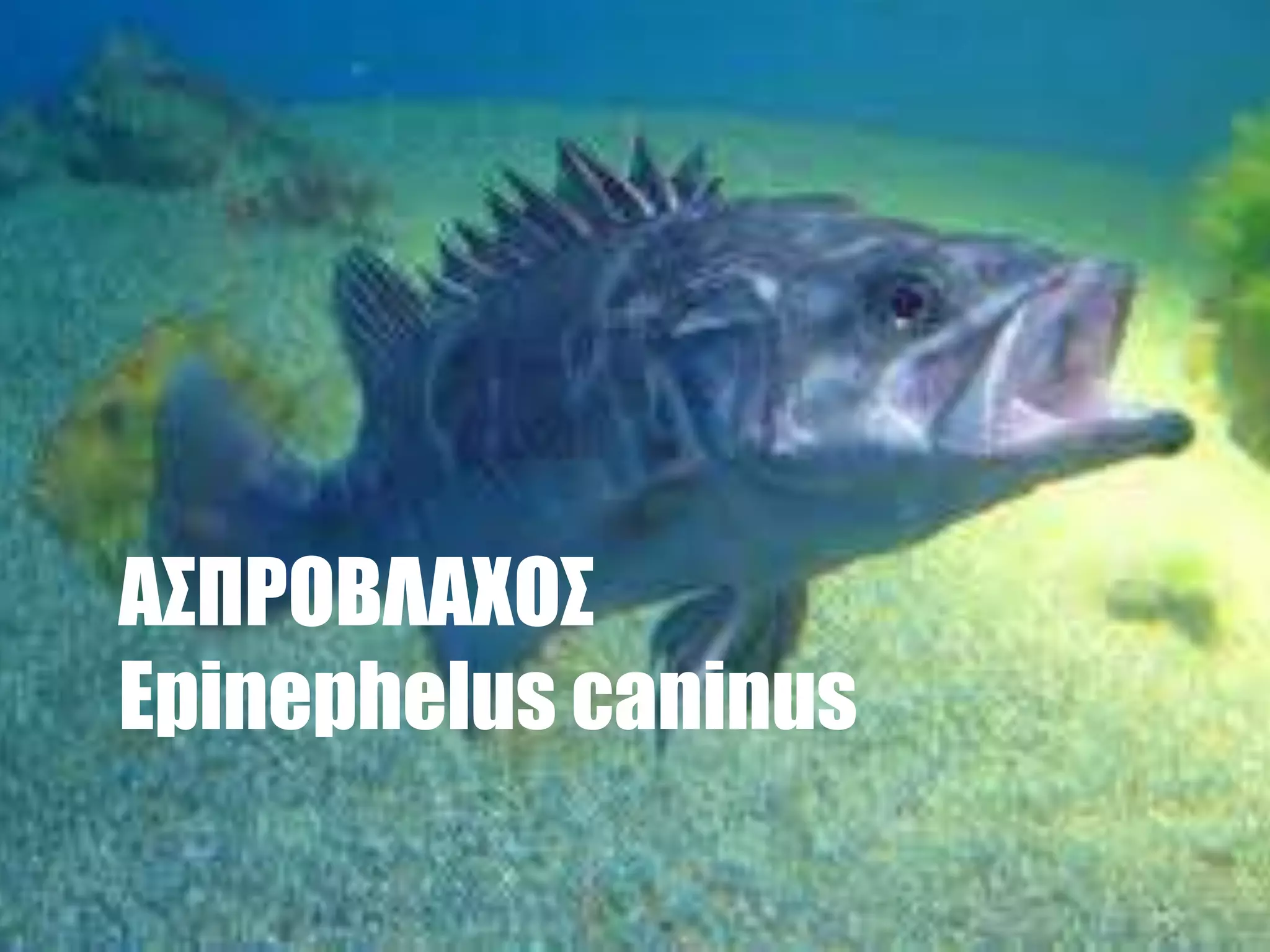 Types of fish 5f rom Cyprus | PPTX