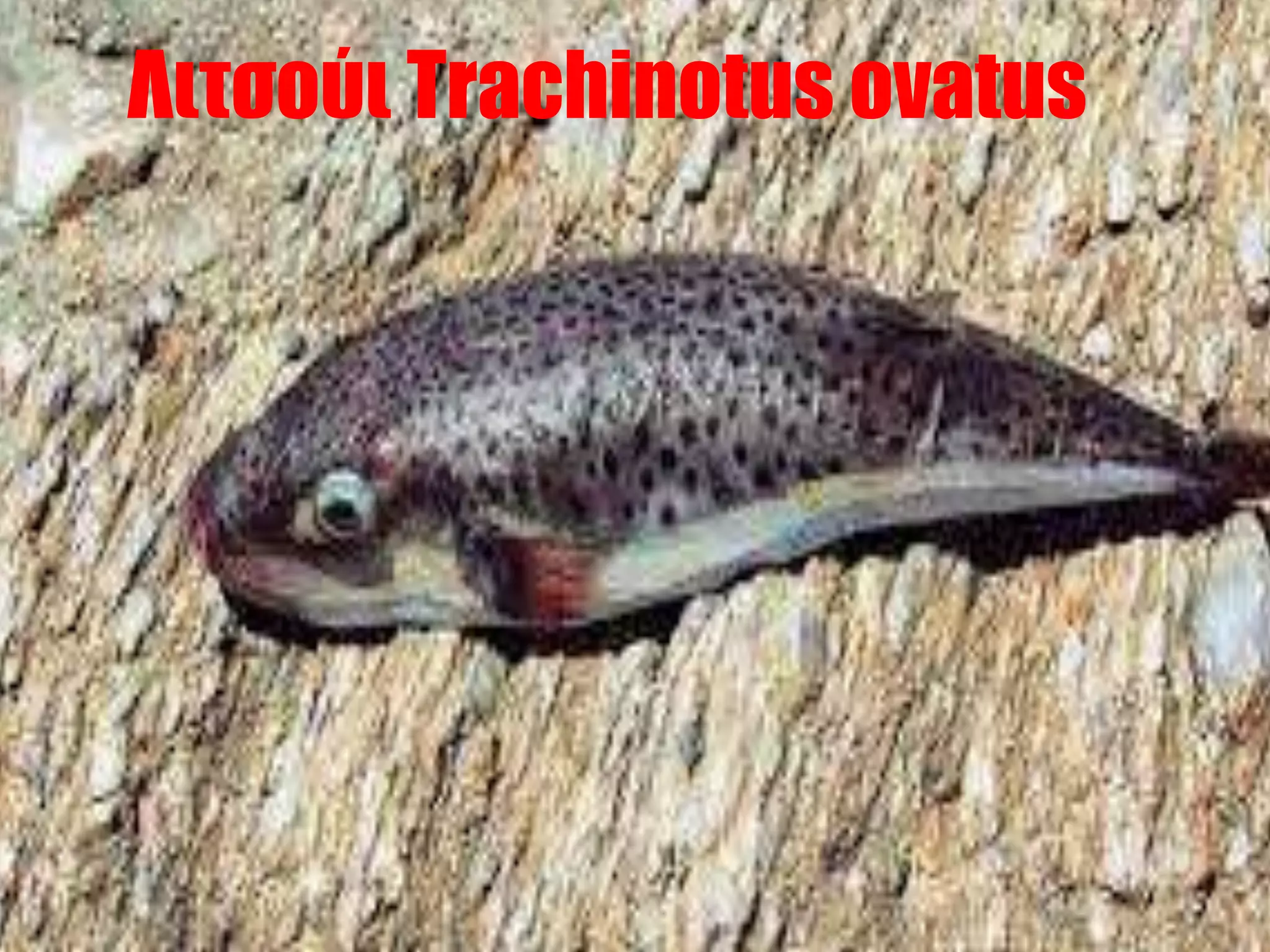 Types of fish 5f rom Cyprus | PPTX