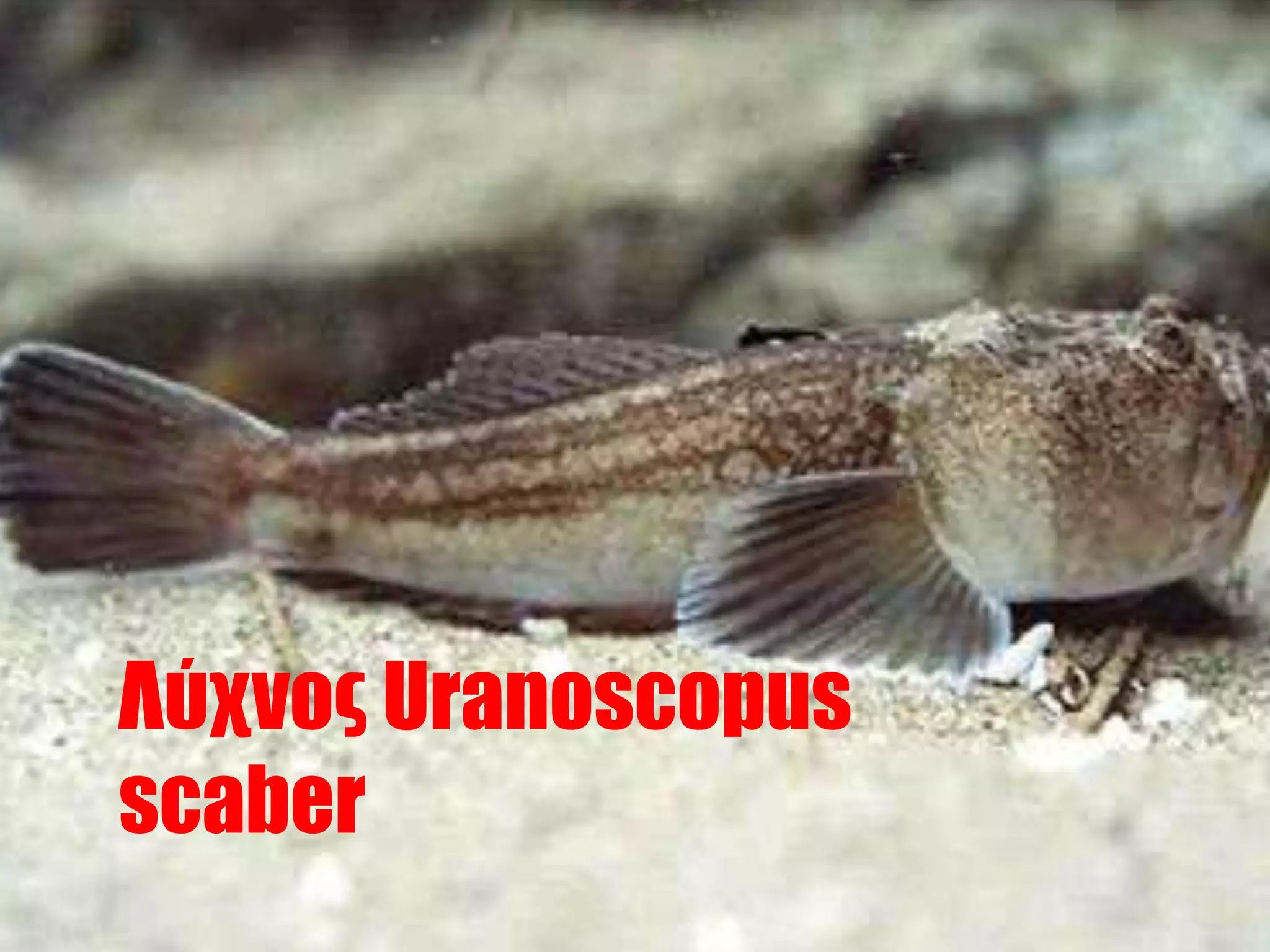 Types of fish 5f rom Cyprus | PPTX