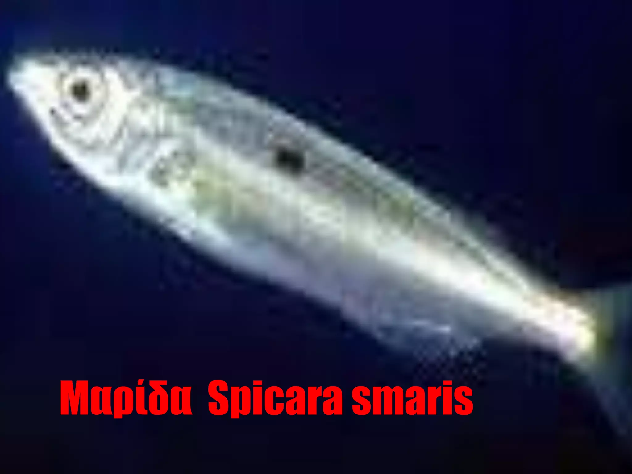 Types of fish 5f rom Cyprus | PPTX