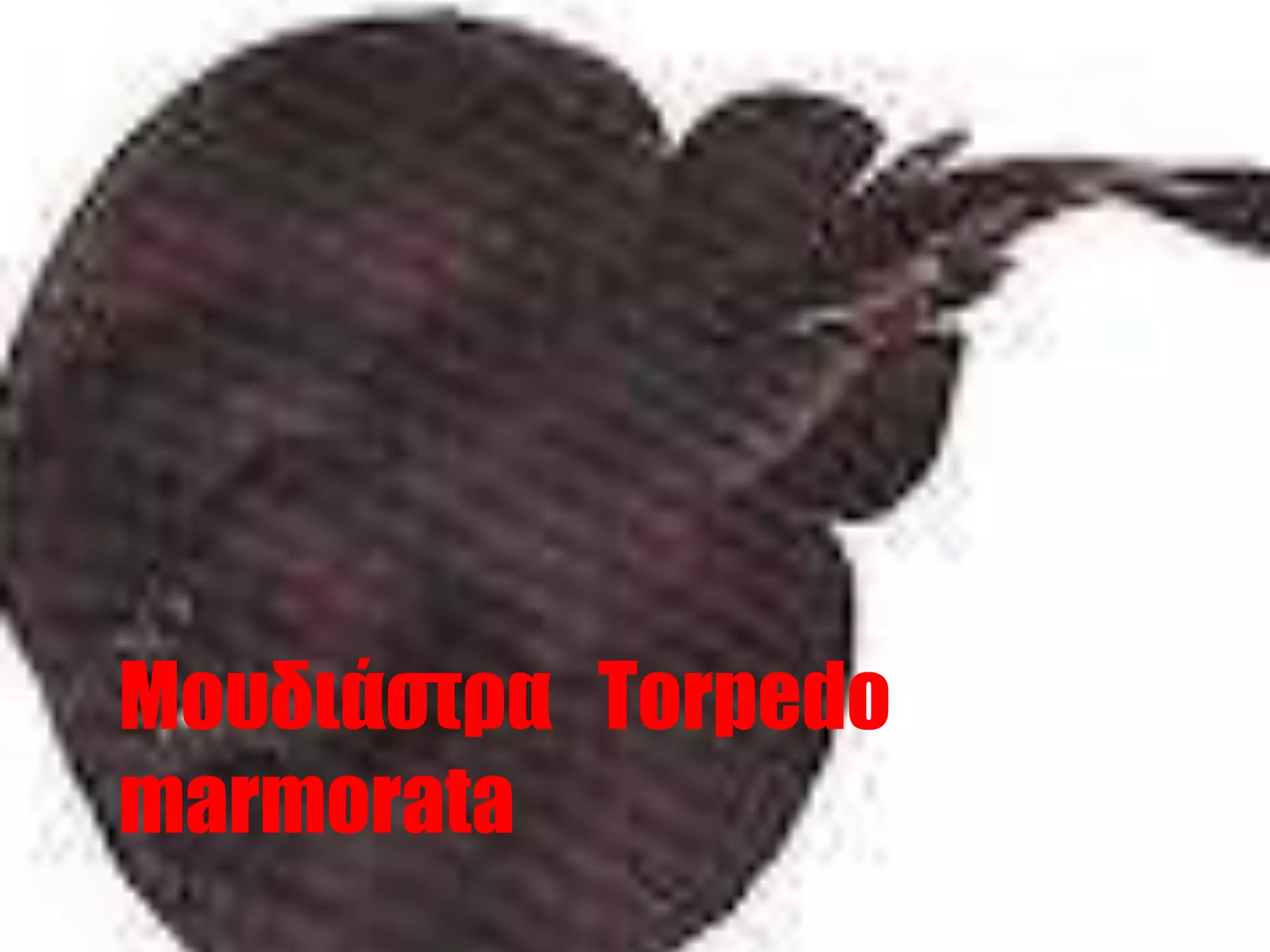 Types of fish 5f rom Cyprus | PPTX