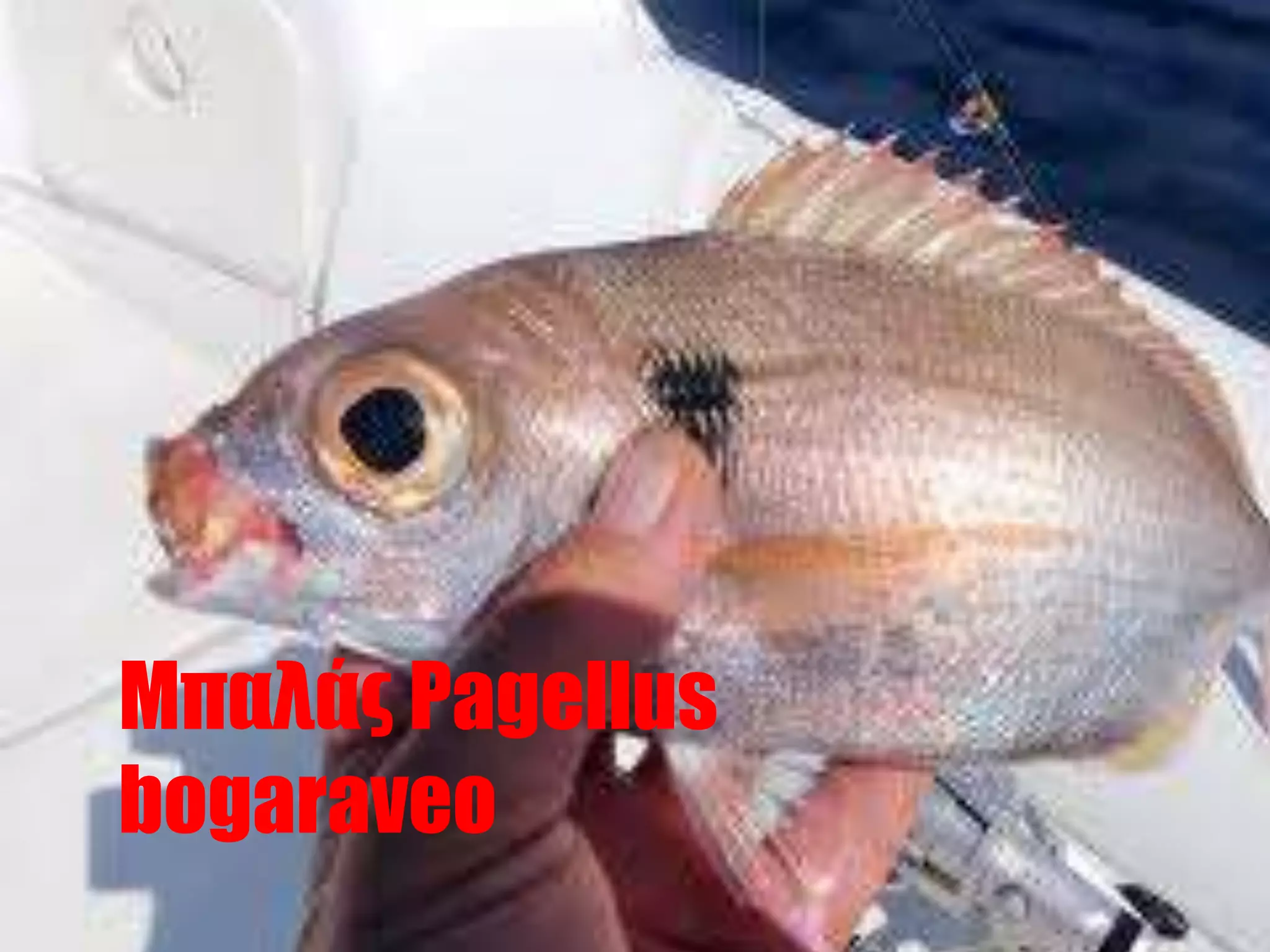 Types of fish 5f rom Cyprus | PPTX