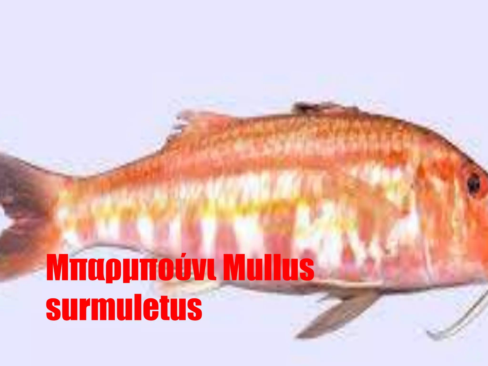 Types of fish 5f rom Cyprus | PPTX