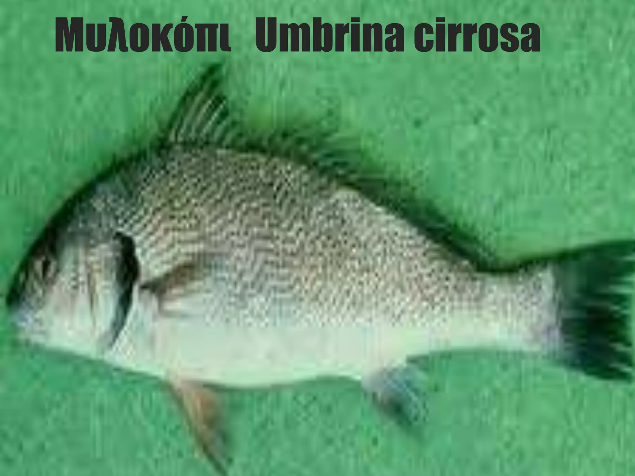 Types of fish 5f rom Cyprus | PPTX