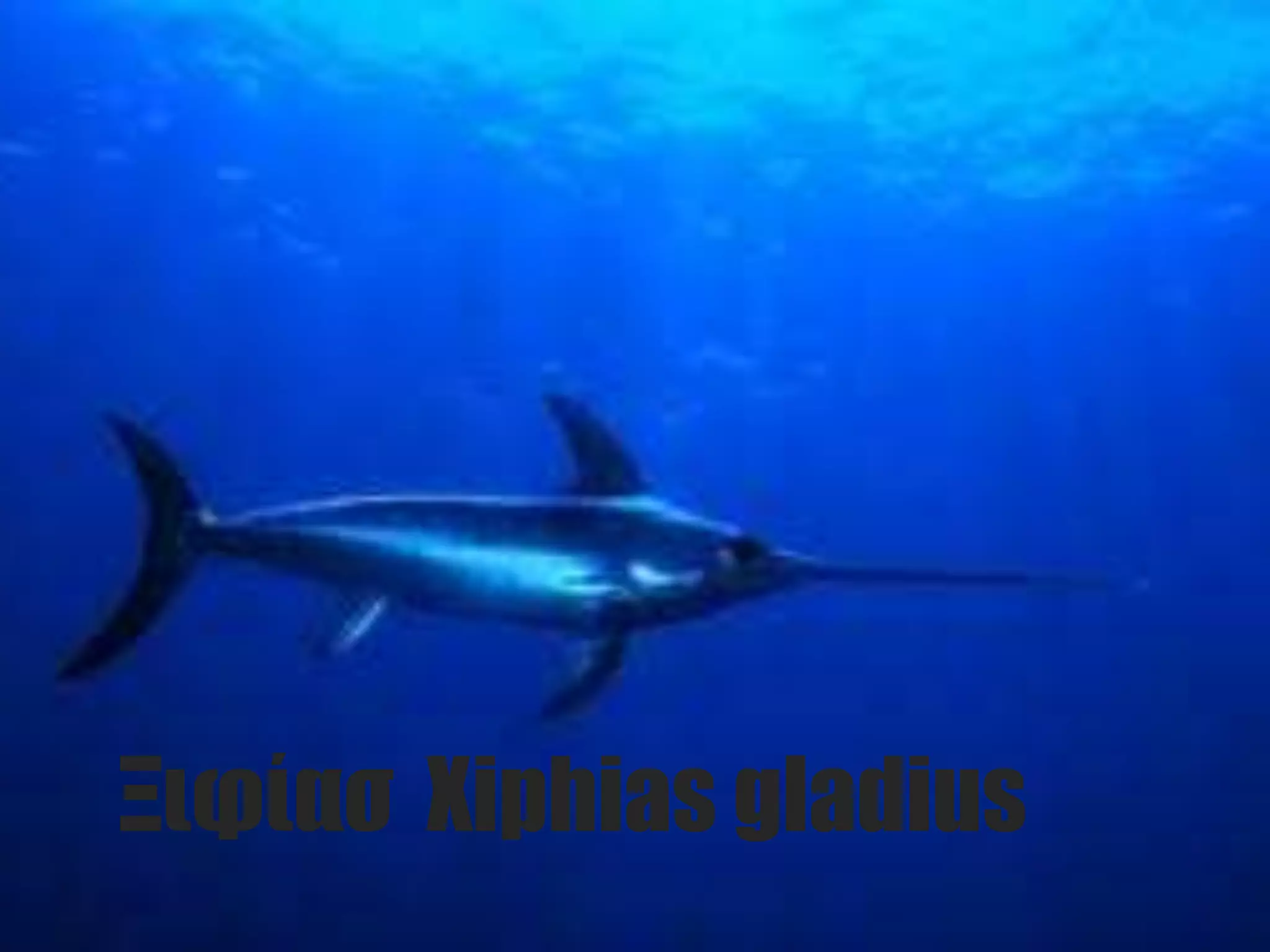 Types of fish 5f rom Cyprus | PPTX