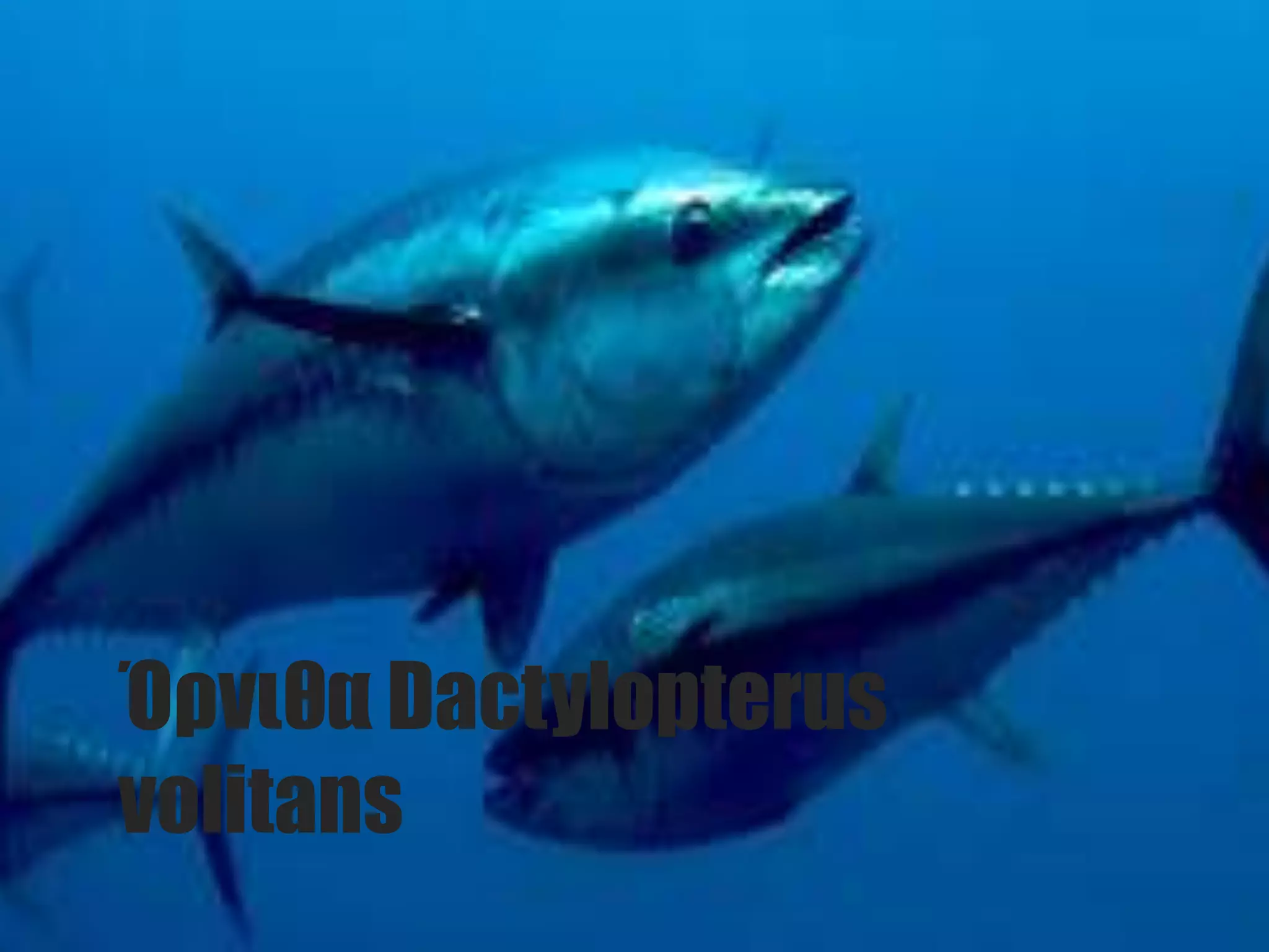 Types of fish 5f rom Cyprus | PPTX