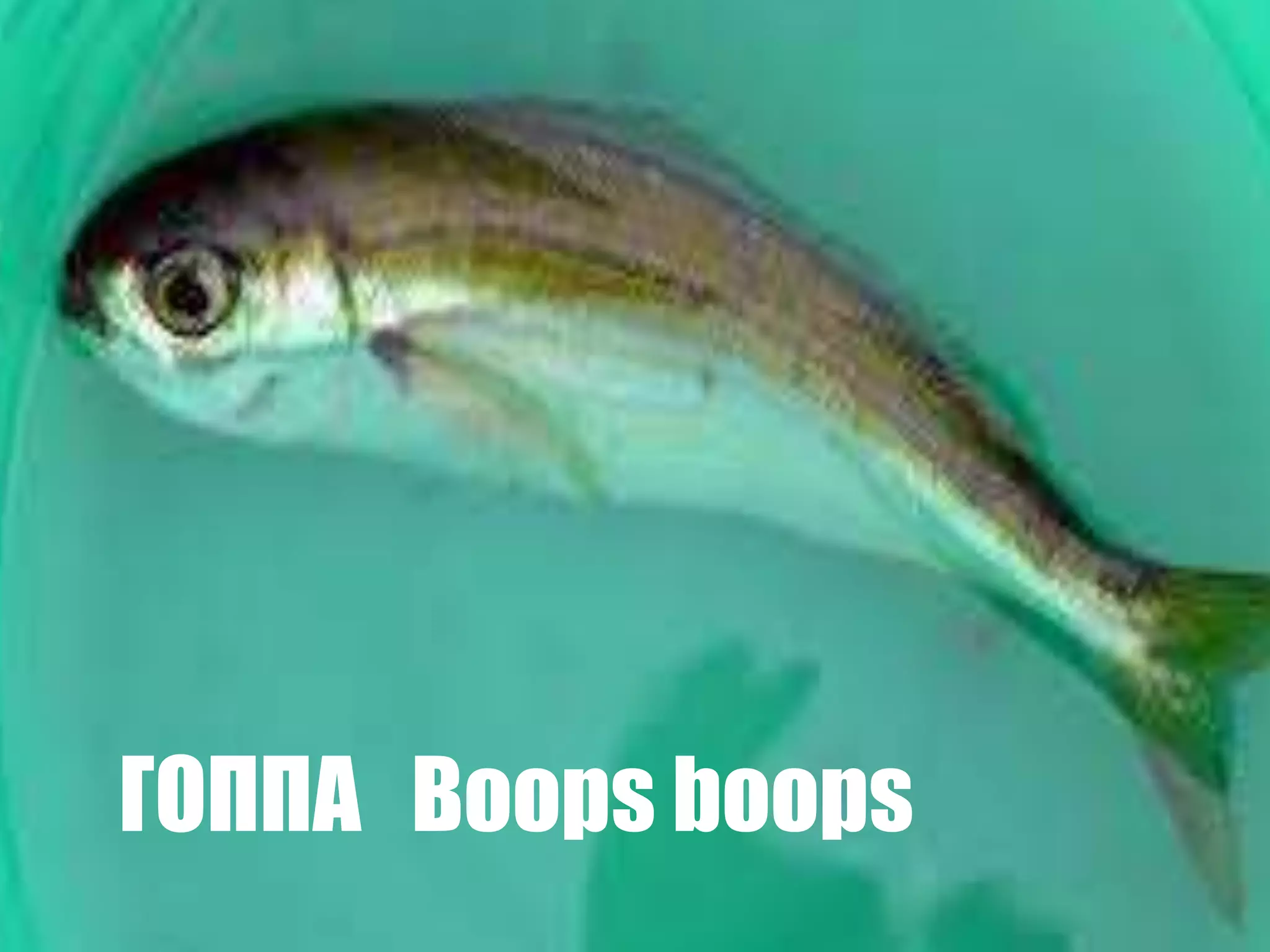 Types of fish 5f rom Cyprus | PPTX