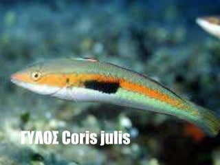 Types of fish 5f rom Cyprus | PPTX