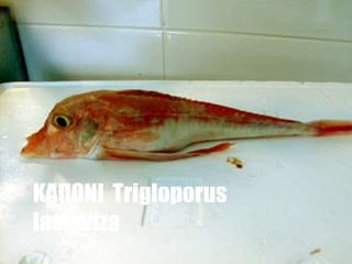Types of fish 5f rom Cyprus | PPTX