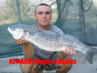 Types of fish 5f rom Cyprus | PPTX