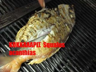 Types of fish 5f rom Cyprus | PPTX