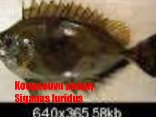 Types of fish 5f rom Cyprus | PPTX