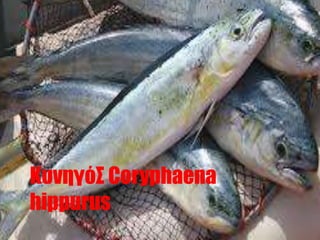Types of fish 5f rom Cyprus | PPTX