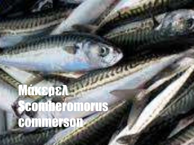 Types of fish 5f rom Cyprus | PPTX