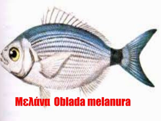 Types of fish 5f rom Cyprus | PPTX