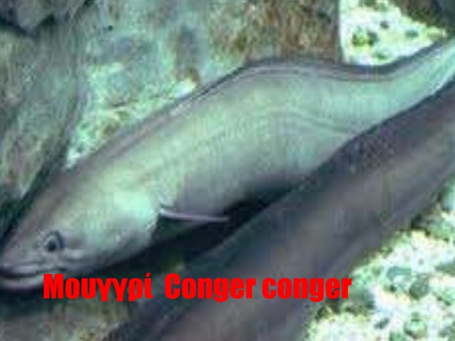 Types of fish 5f rom Cyprus | PPTX