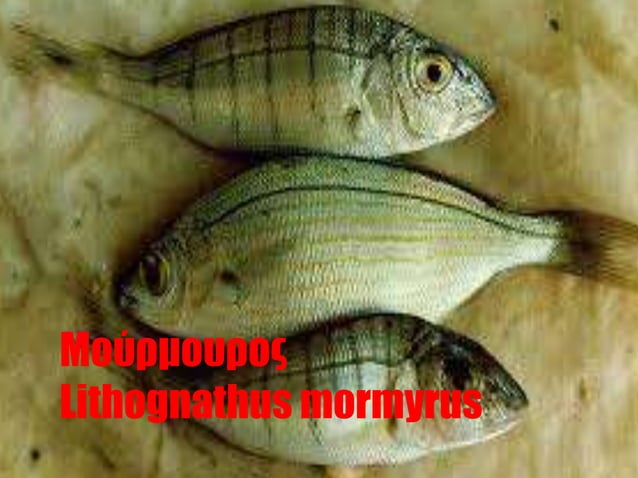 Types of fish 5f rom Cyprus | PPTX