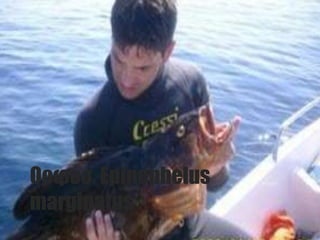 Types of fish 5f rom Cyprus | PPTX