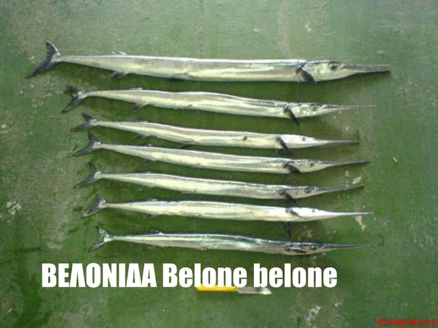 Types of fish 5f rom Cyprus | PPTX