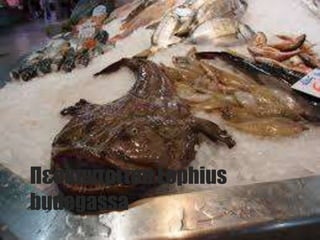 Types of fish 5f rom Cyprus | PPTX