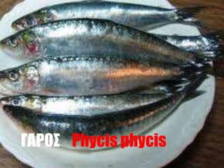 Types of fish 5f rom Cyprus | PPTX