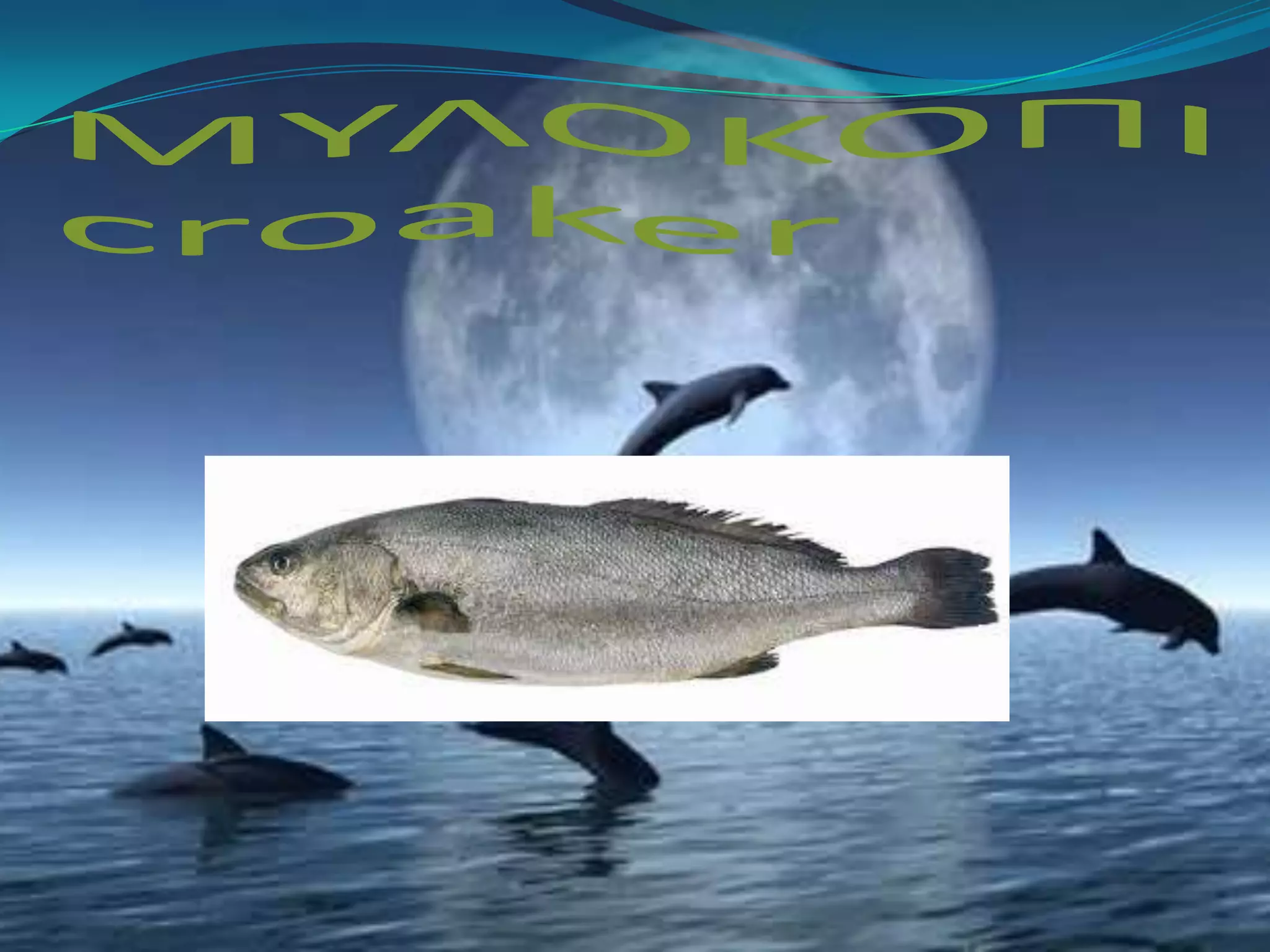 Types of fishes 3 from Cyprus | PPTX
