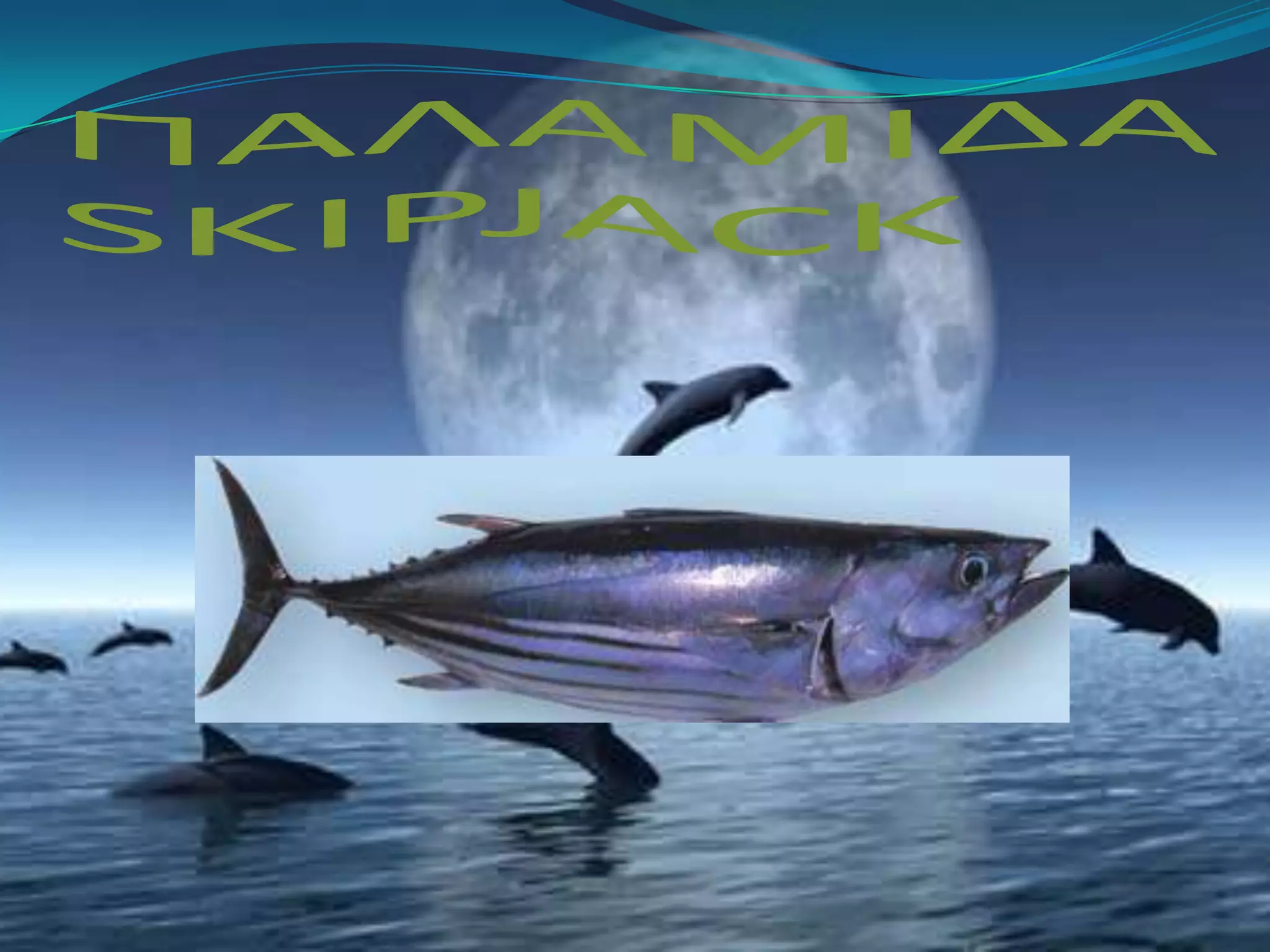 Types of fishes 3 from Cyprus | PPTX