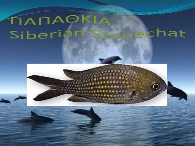 Types of fishes 3 from Cyprus | PPTX