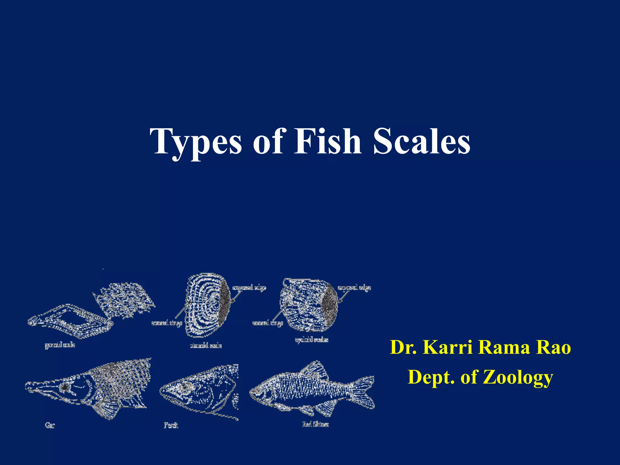 Types of fish scales | PPTX