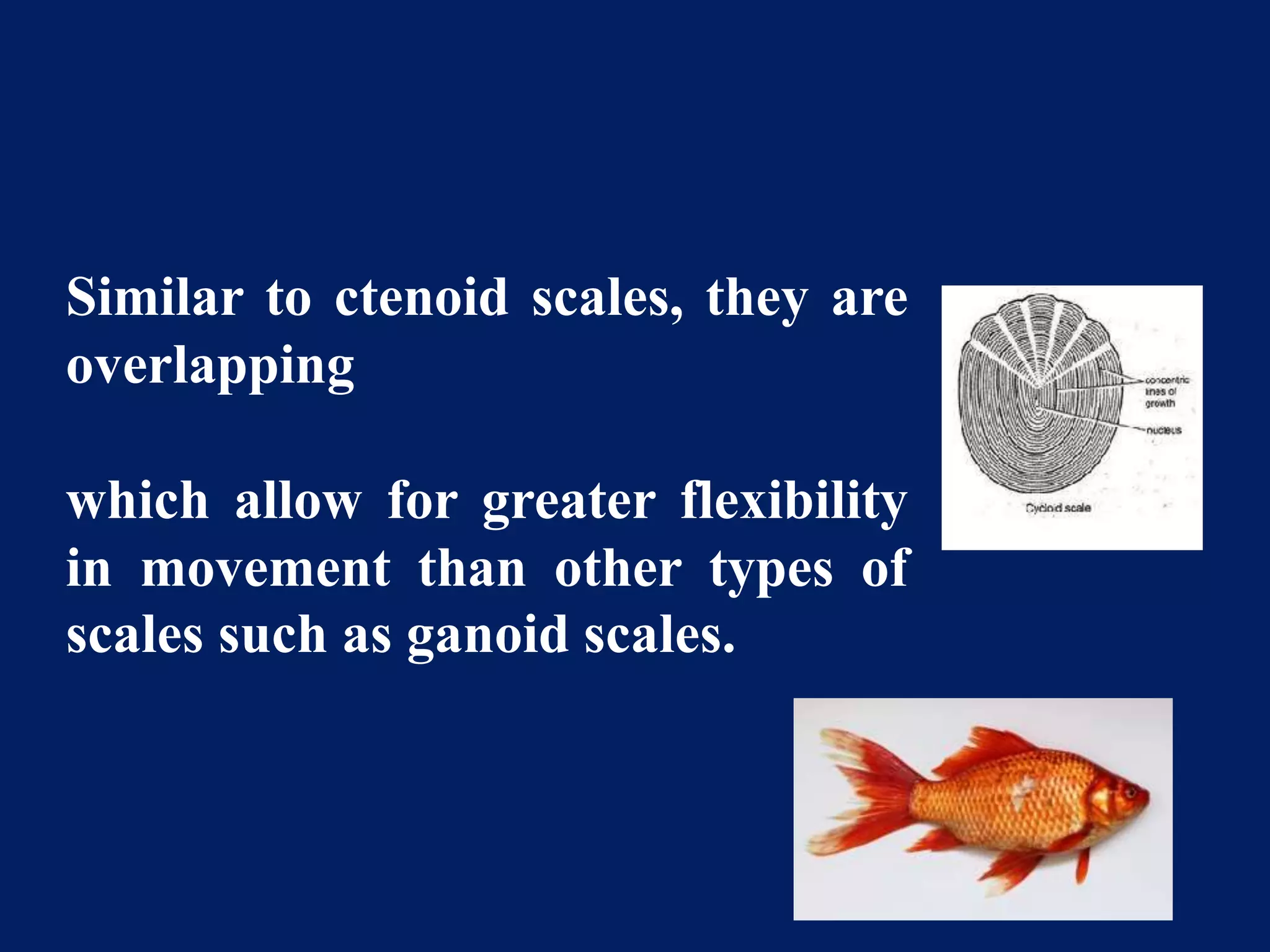 Types of fish scales | PPTX