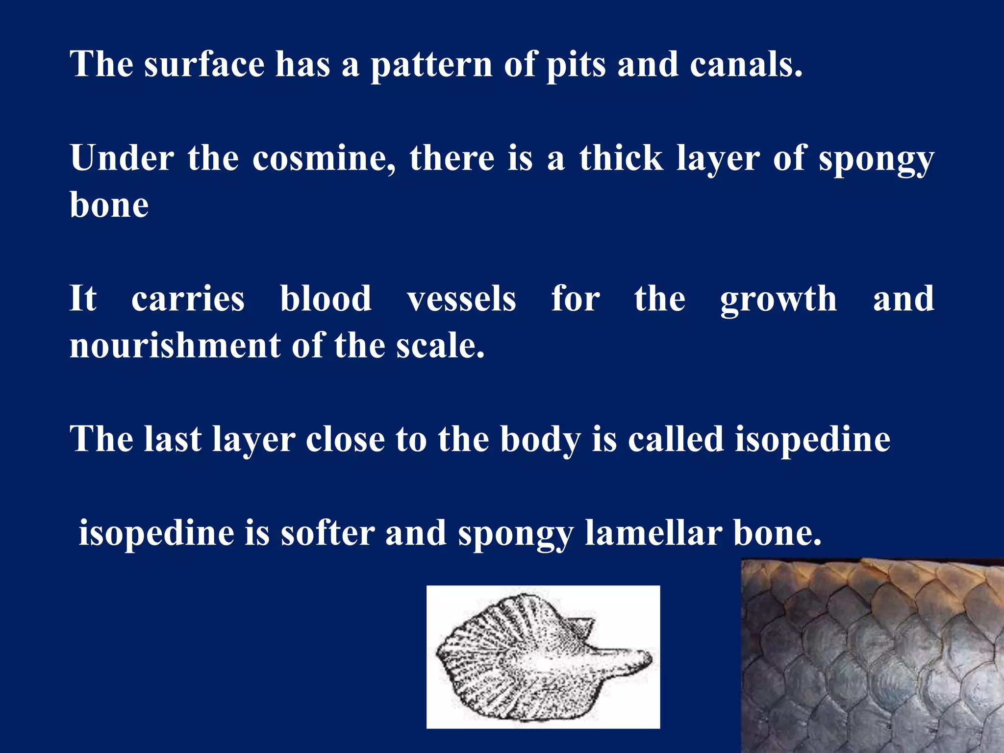 Types of fish scales | PPTX