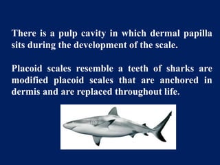 Types of fish scales | PPTX