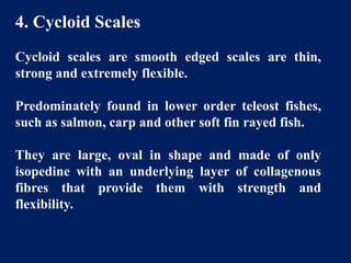 Types of fish scales | PPTX
