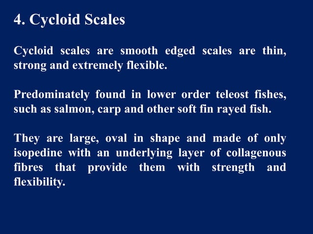 Types of fish scales | PPTX | Fish and Aquariums | Pets
