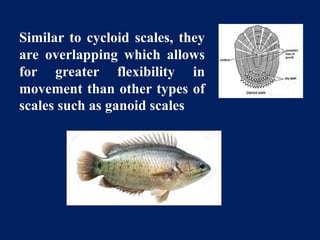 Types of fish scales | PPTX