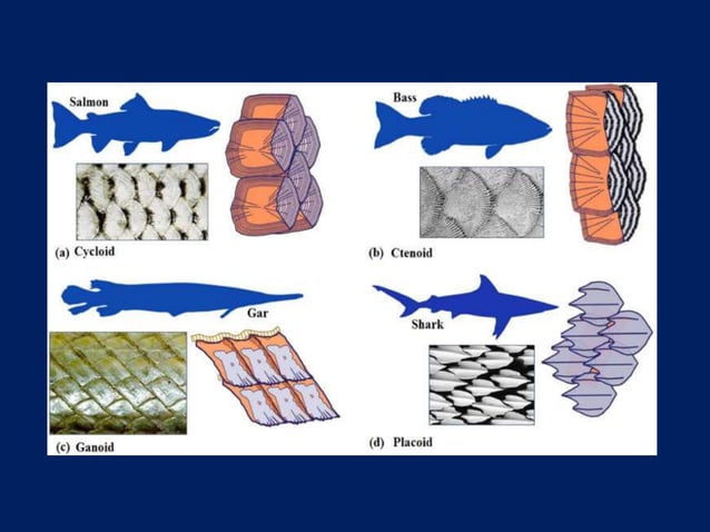 Types of fish scales | PPTX | Fish and Aquariums | Pets