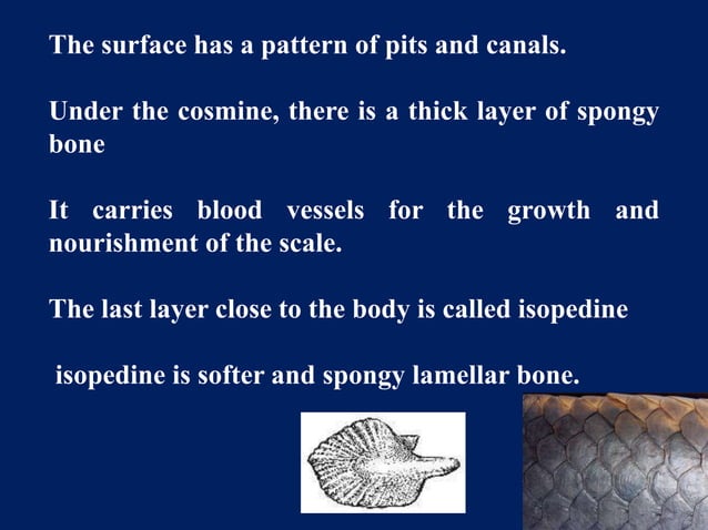 Types of fish scales | PPTX | Fish and Aquariums | Pets
