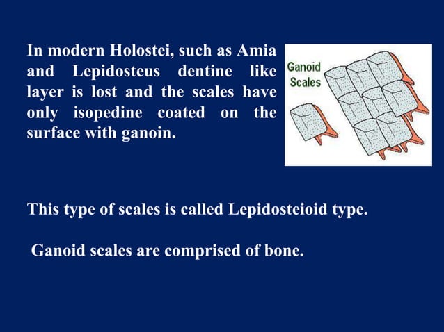 Types of fish scales | PPTX | Fish and Aquariums | Pets