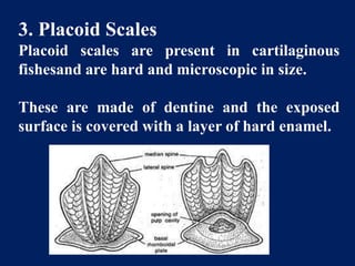 Types of fish scales | PPTX