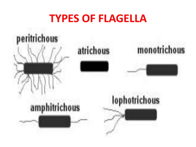 Types of flagella | PPTX | Biological Sciences | Science